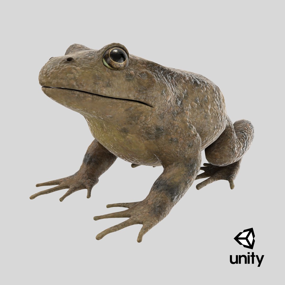 Toad 3D Model - TurboSquid 2166688