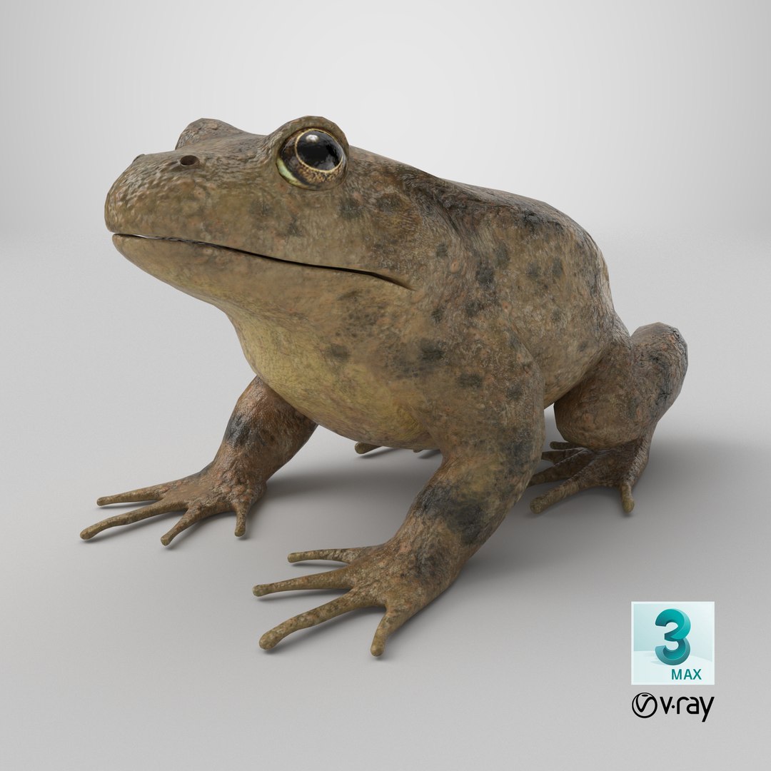 Toad 3D Model - TurboSquid 2166688