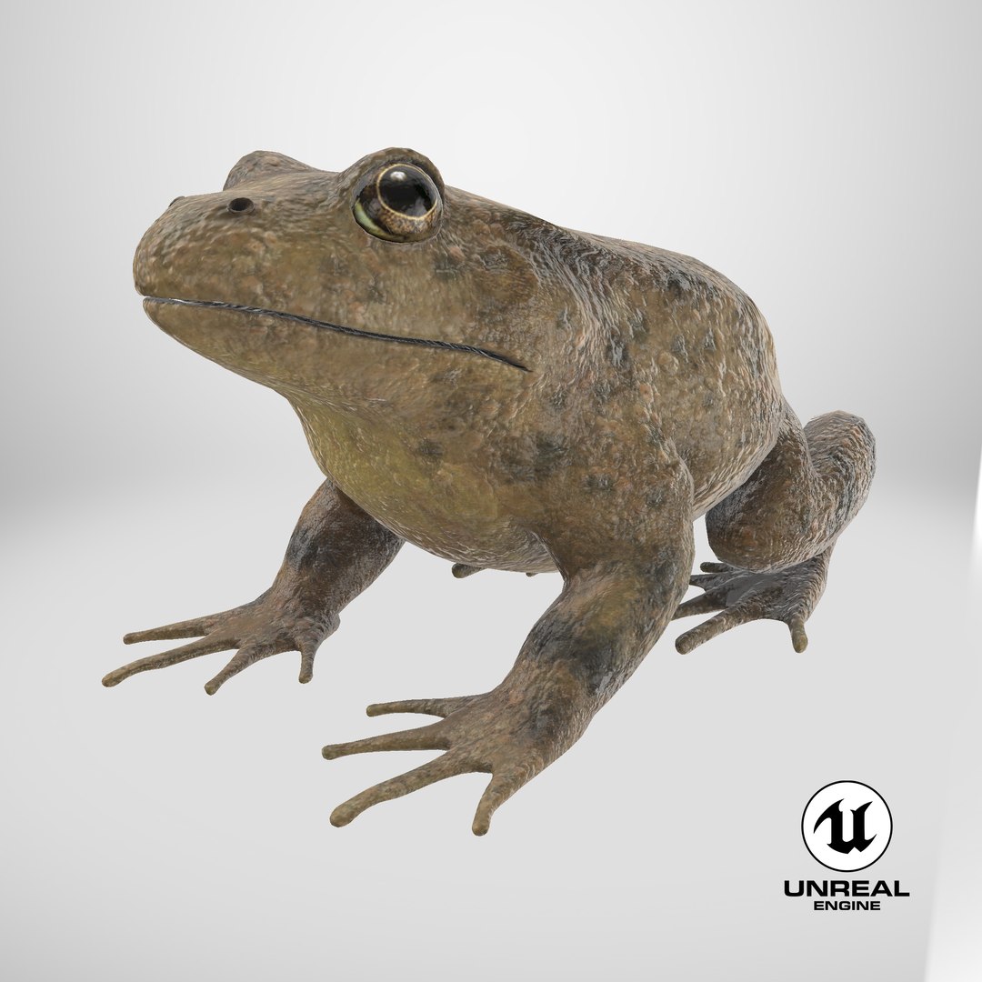 Toad 3D Model - TurboSquid 2166688