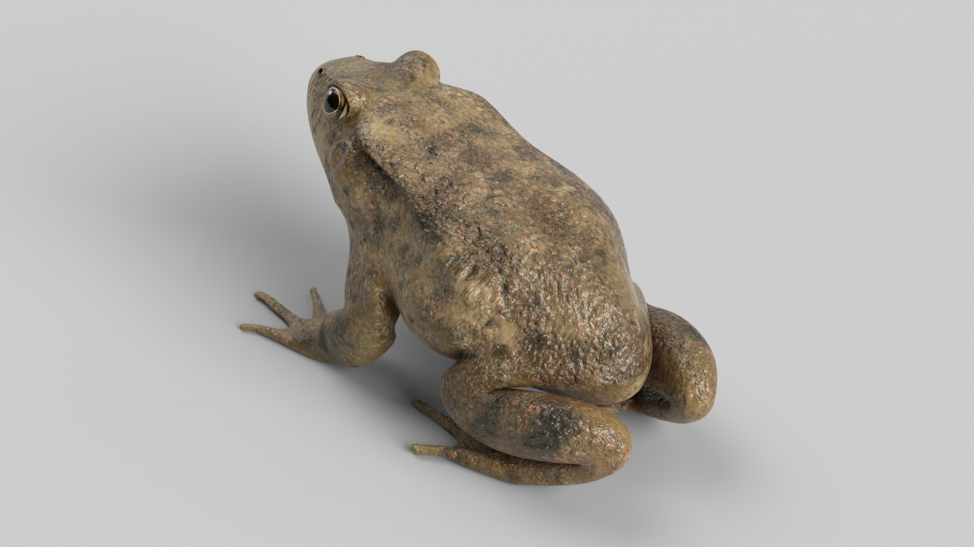 Toad 3D Model - TurboSquid 2166688