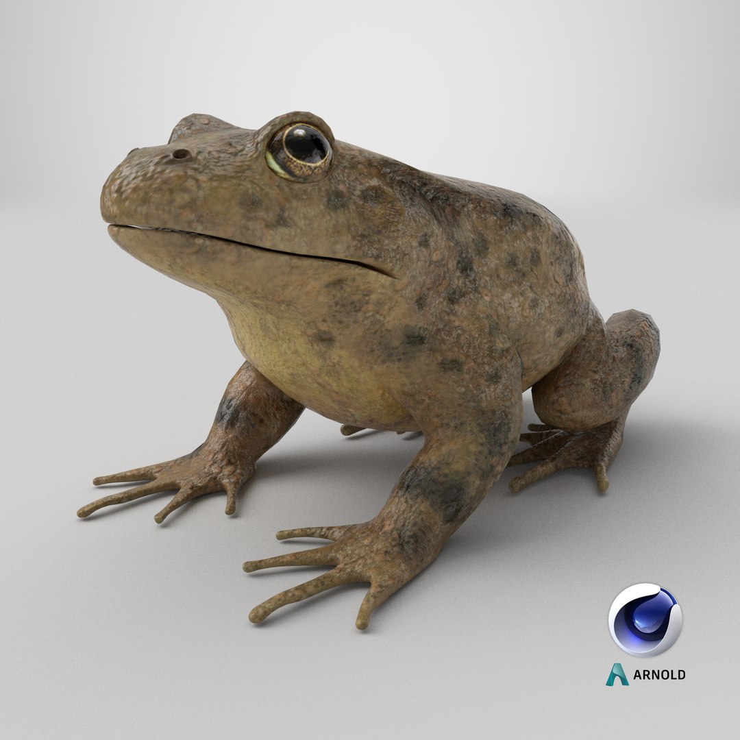 Toad 3D Model - TurboSquid 2166688