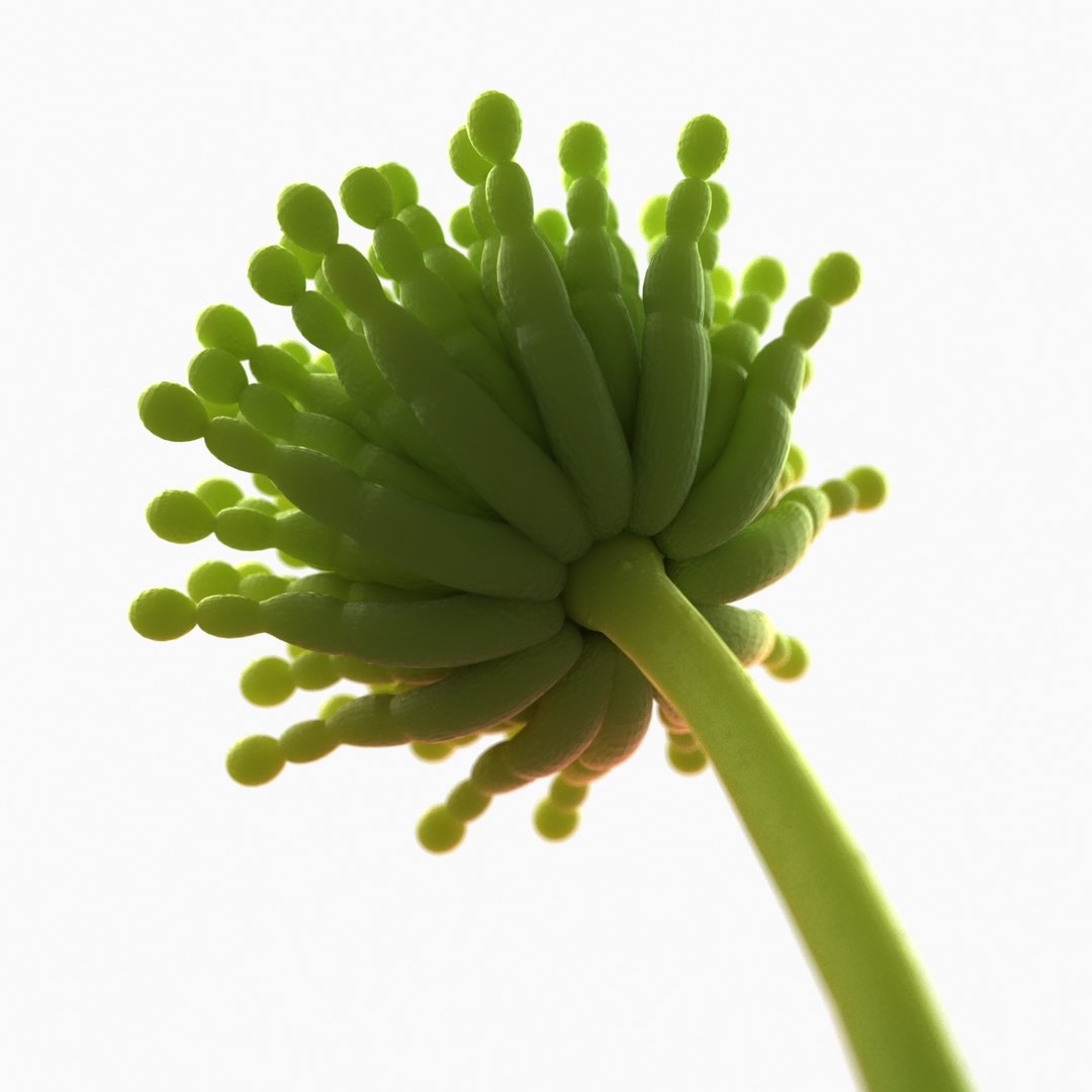 Aspergillus Fungi 3d Max