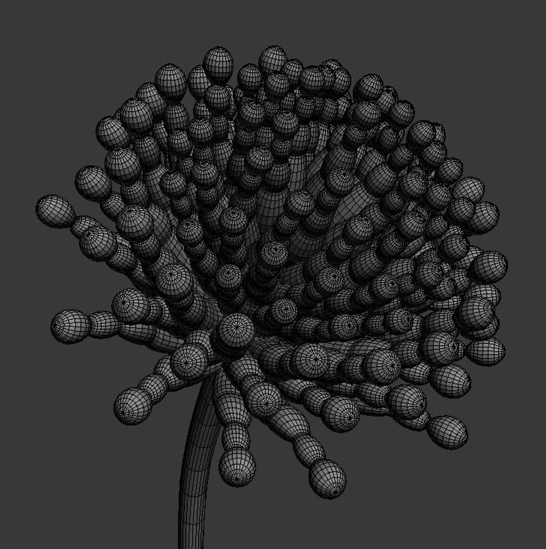 Aspergillus Fungi 3d Max