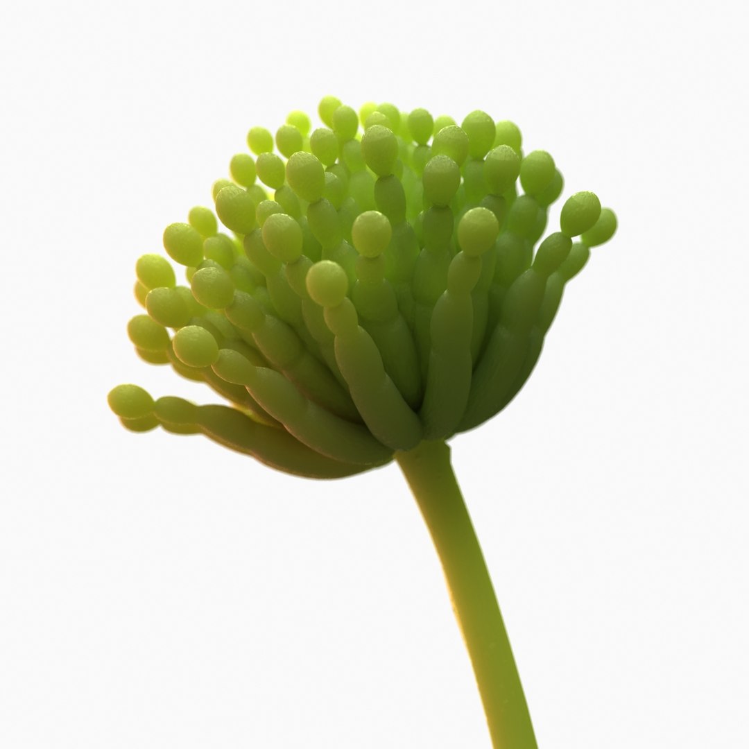 Aspergillus Fungi 3d Max