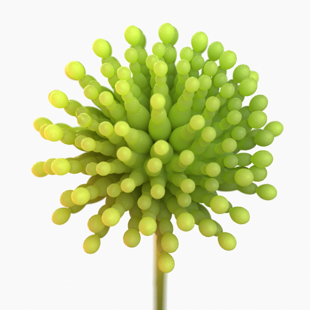 aspergillus fungi 3d max