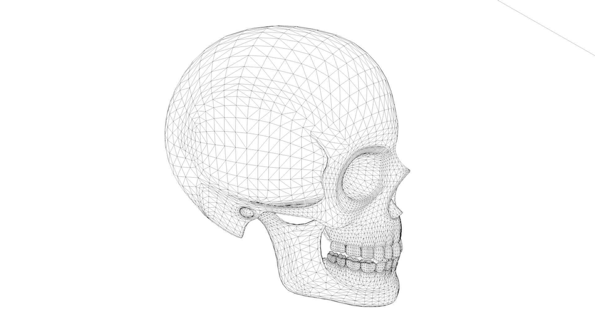 Skull 3d Model