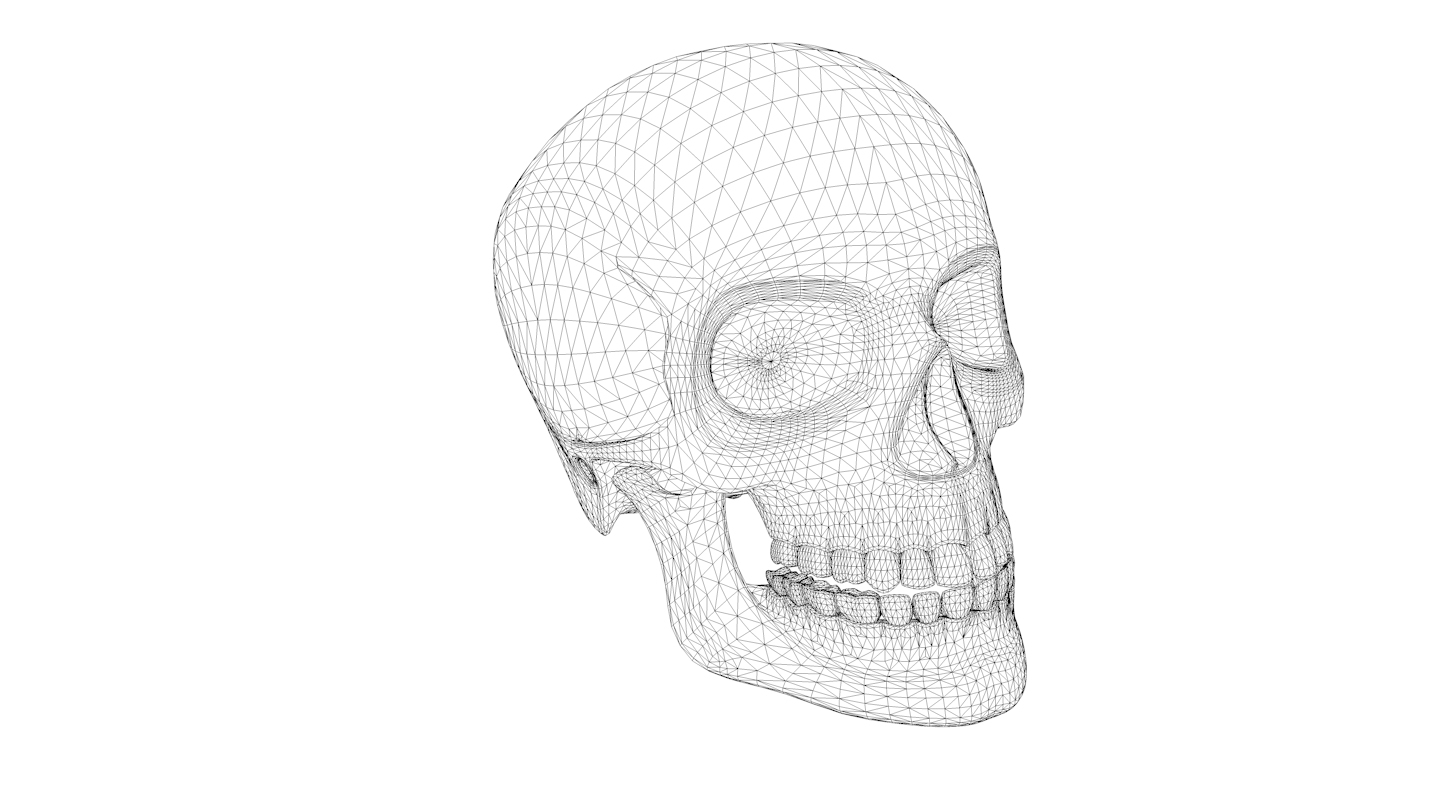 skull 3d model