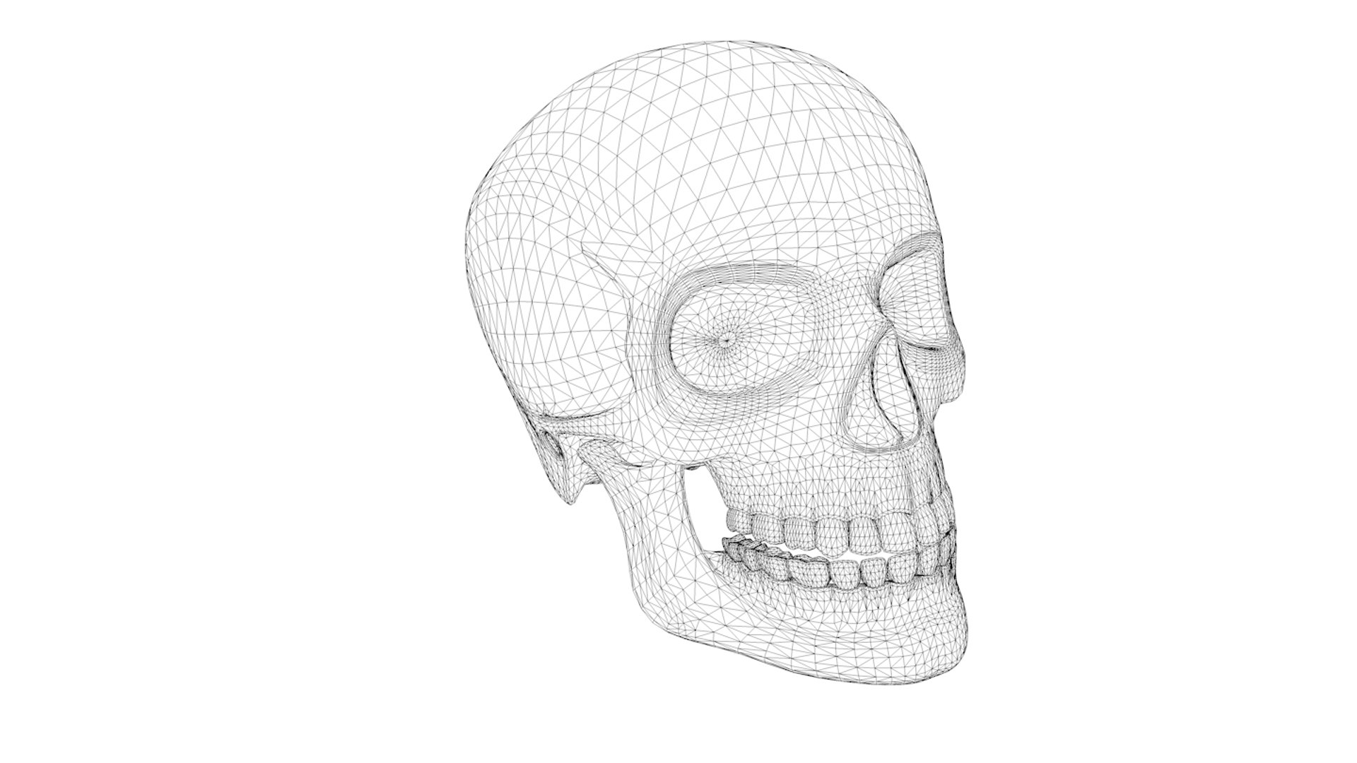 Skull 3d Model