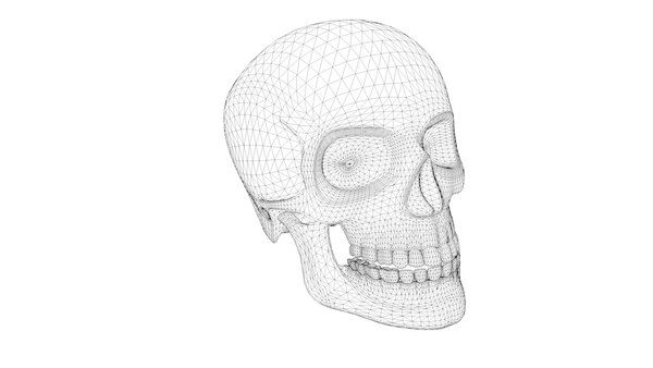 skull 3d model
