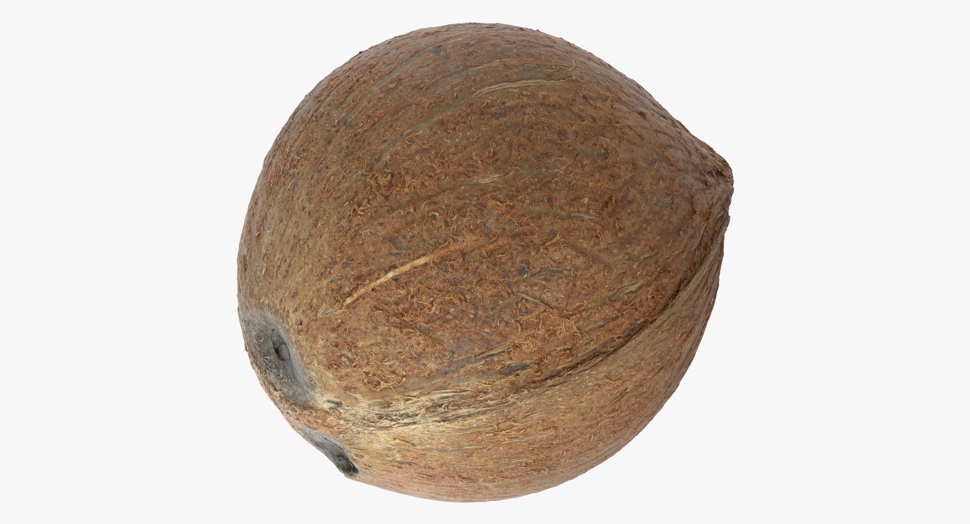 3D Coconut 03 Model - TurboSquid 1423196