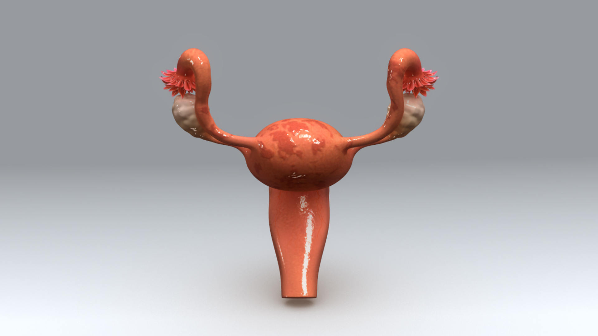 Uterus Endometrial Tissue 3d Obj