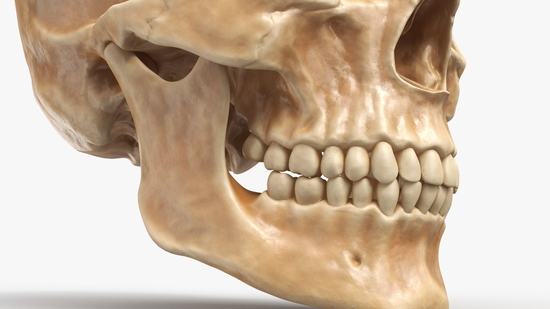 Human Skull Plastic 3D Model - TurboSquid 1887098