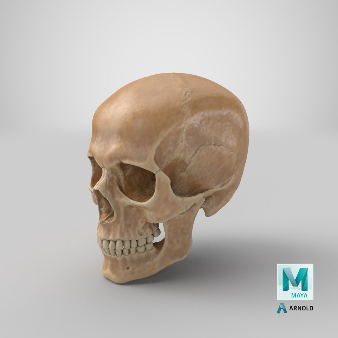 Human Skull Plastic 3D model - TurboSquid 1887098