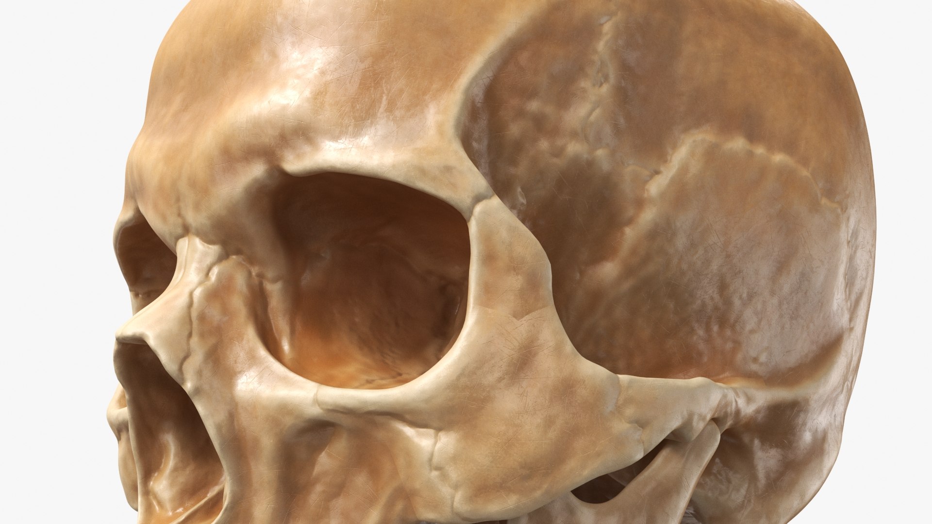 Human Skull Plastic 3D Model - TurboSquid 1887098