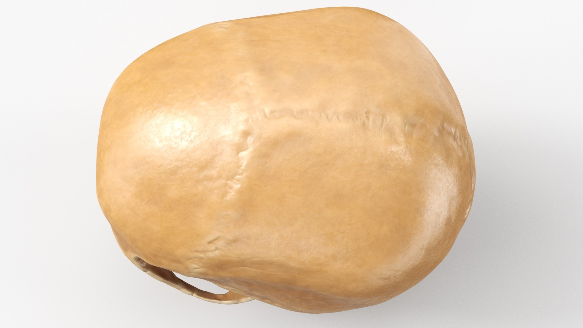 Human Skull Plastic 3D Model - TurboSquid 1887098