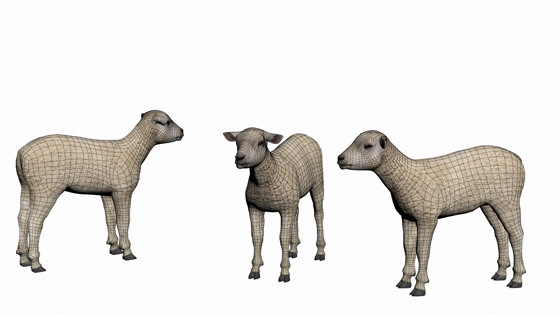 3D Model Lamb - TurboSquid 1761280