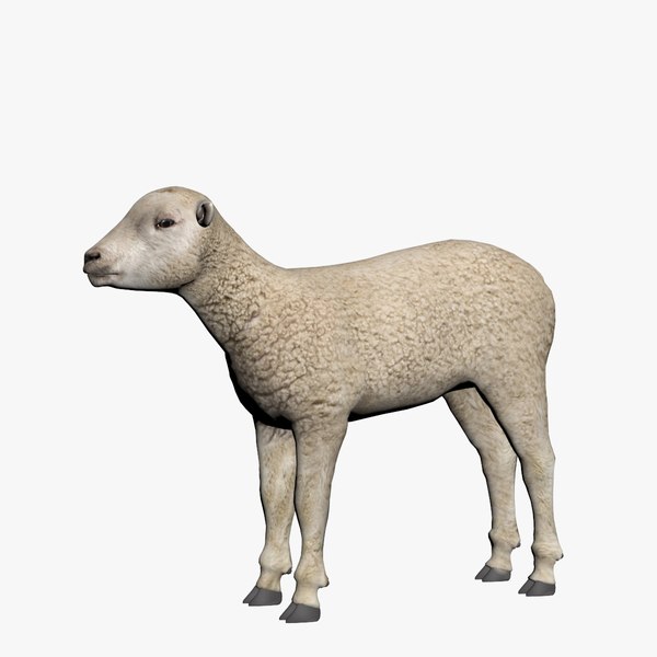 3D model Lamb - TurboSquid 1761280