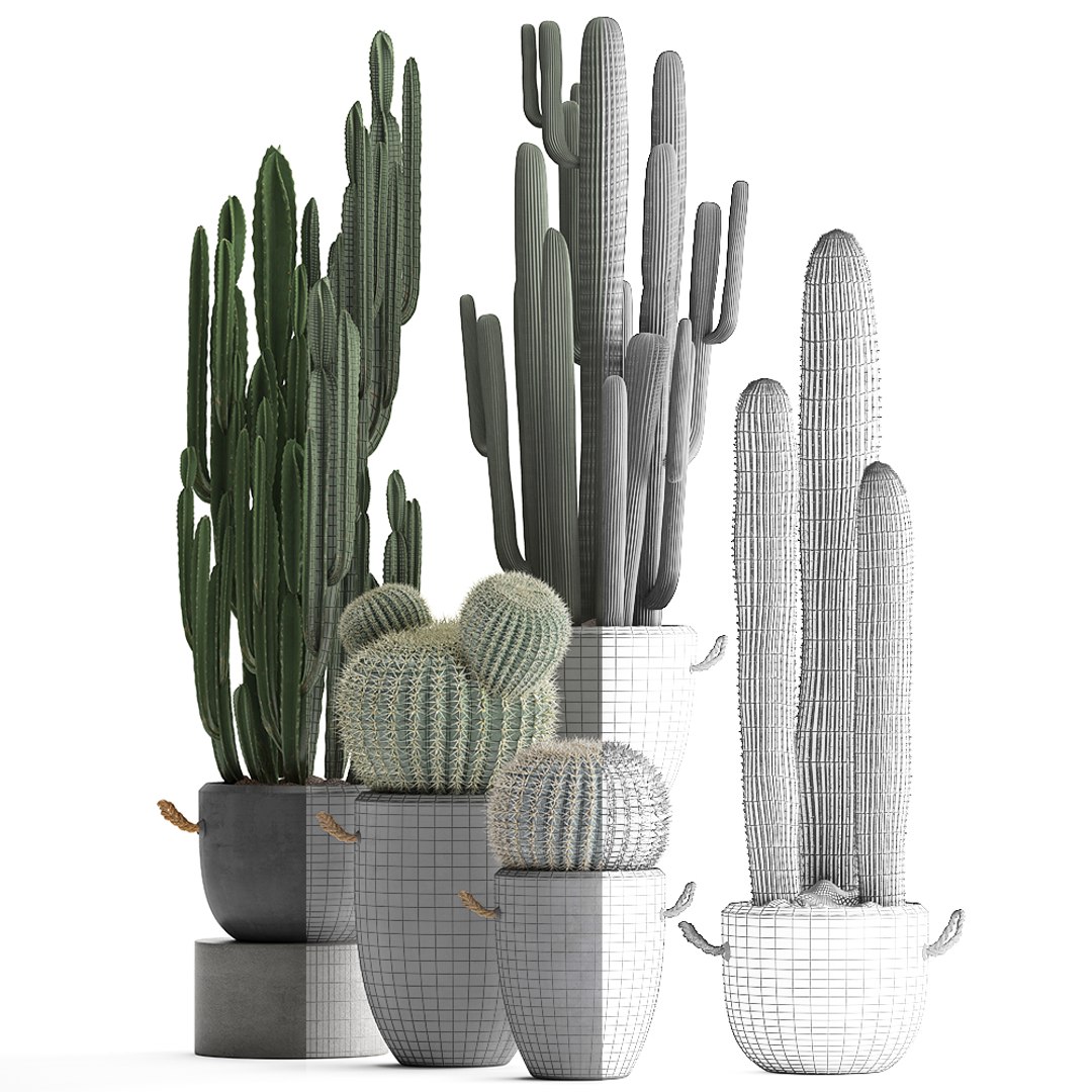 Plants Exotic Cactus 3D Model - TurboSquid 1473521