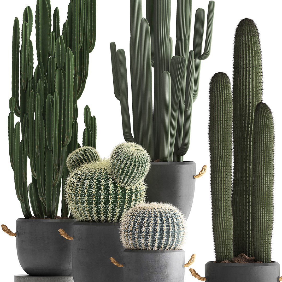 Plants Exotic Cactus 3D Model - TurboSquid 1473521