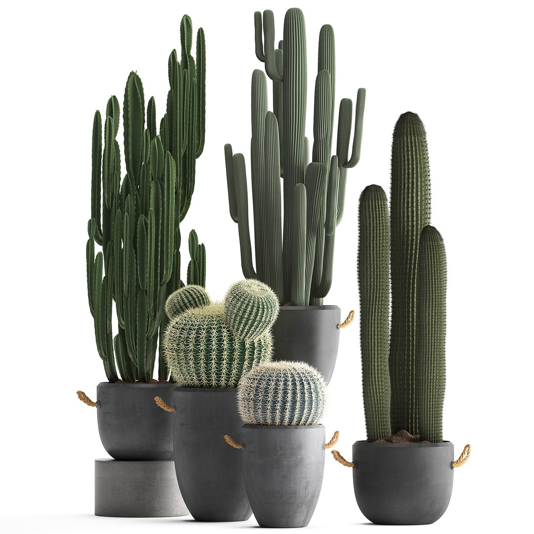 Plants Exotic Cactus 3D Model - TurboSquid 1473521