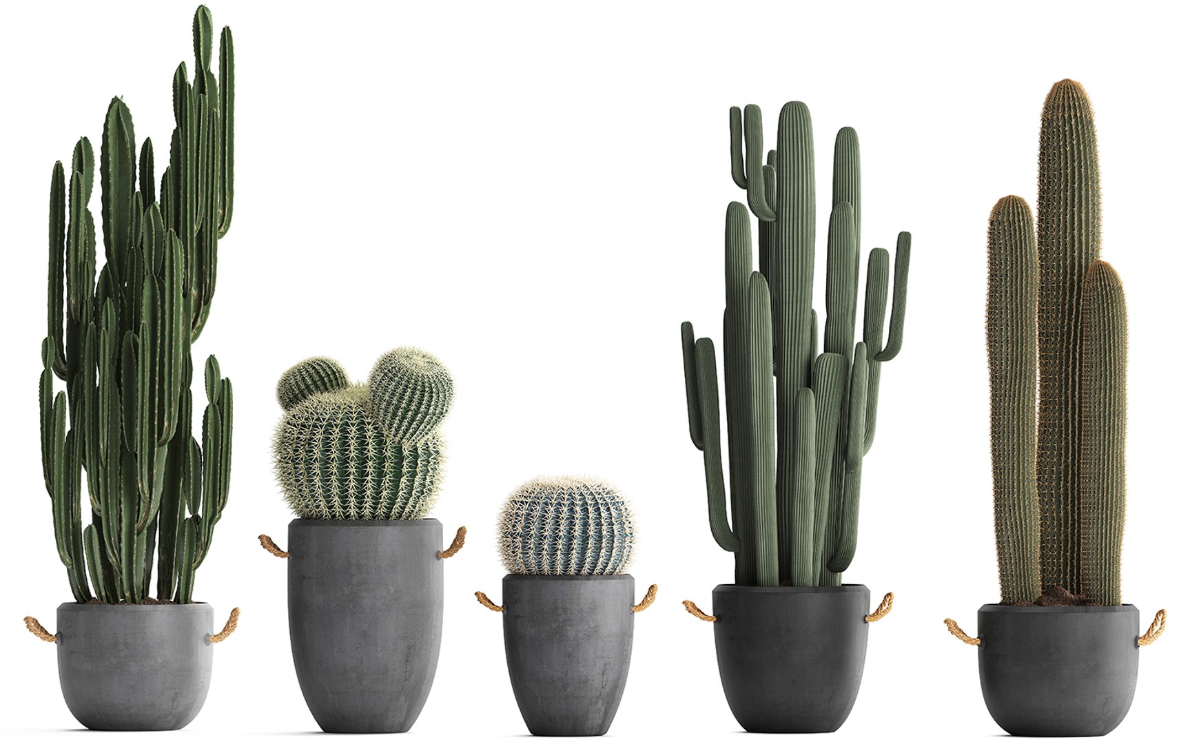 Plants Exotic Cactus 3D Model - TurboSquid 1473521