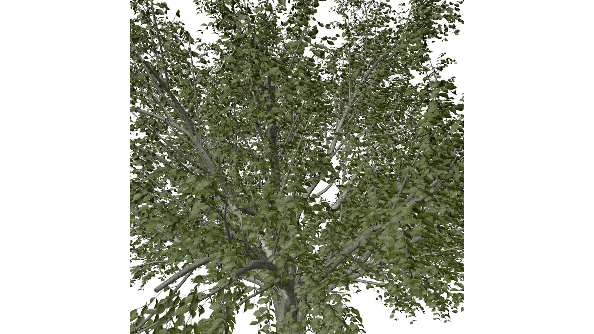 3D American Beech Tree - 01 - Model - TurboSquid 2374272