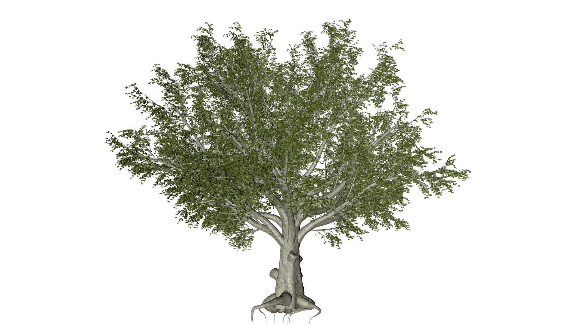 3D American Beech Tree - 01 - Model - TurboSquid 2374272