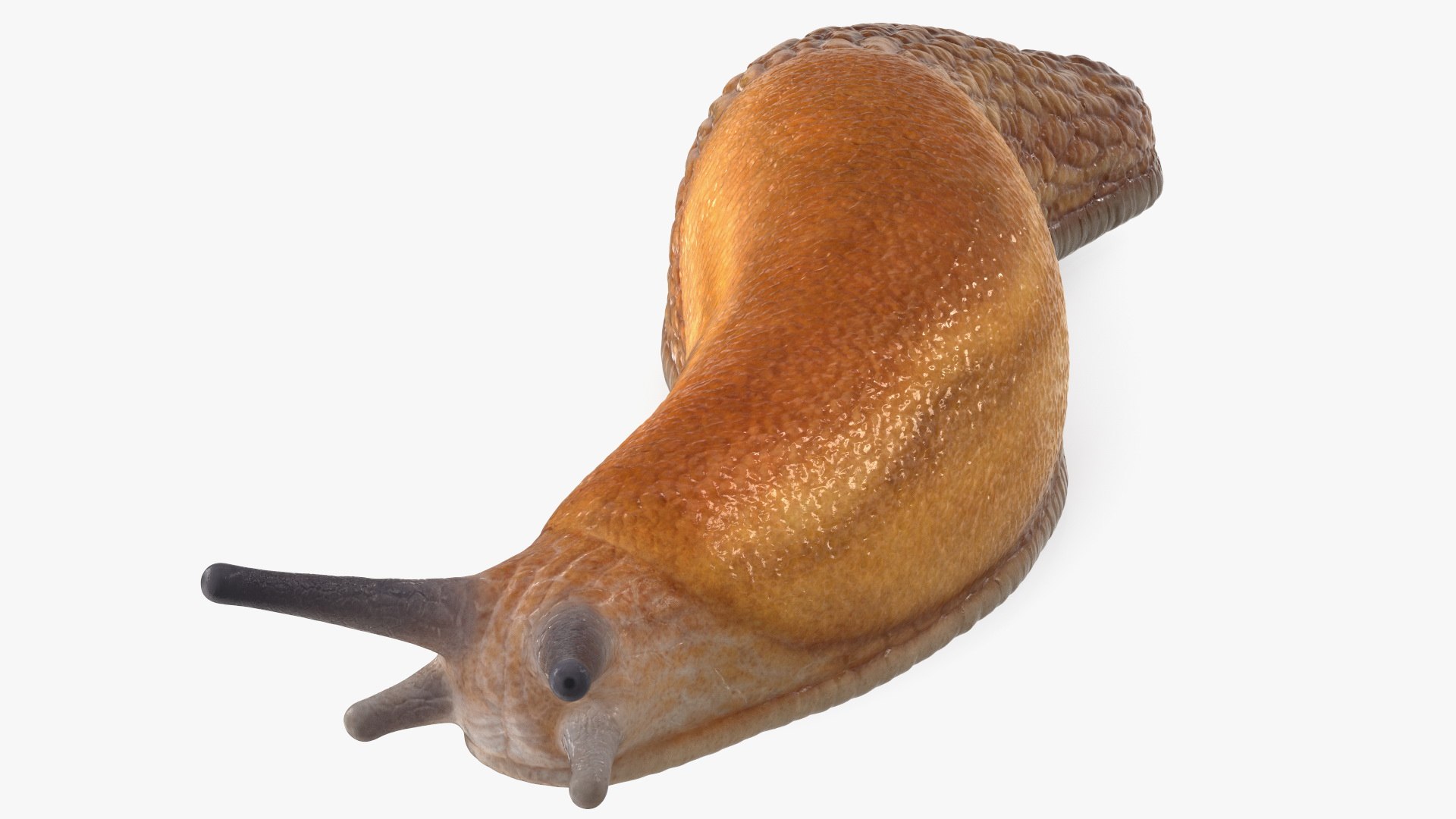 Slug Dusky Arion Lying Model - TurboSquid 2013444