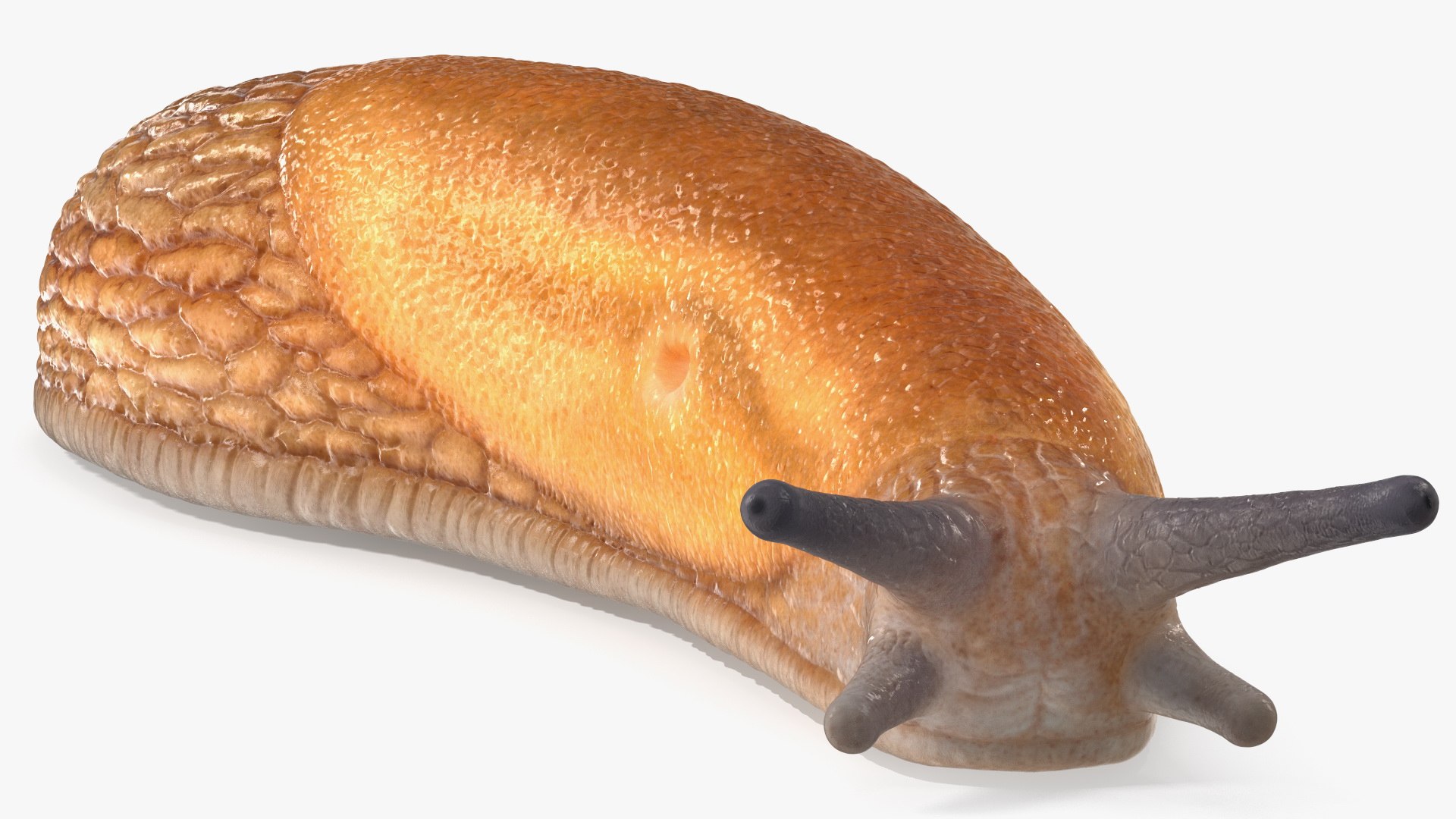 Slug Dusky Arion Lying Model - TurboSquid 2013444