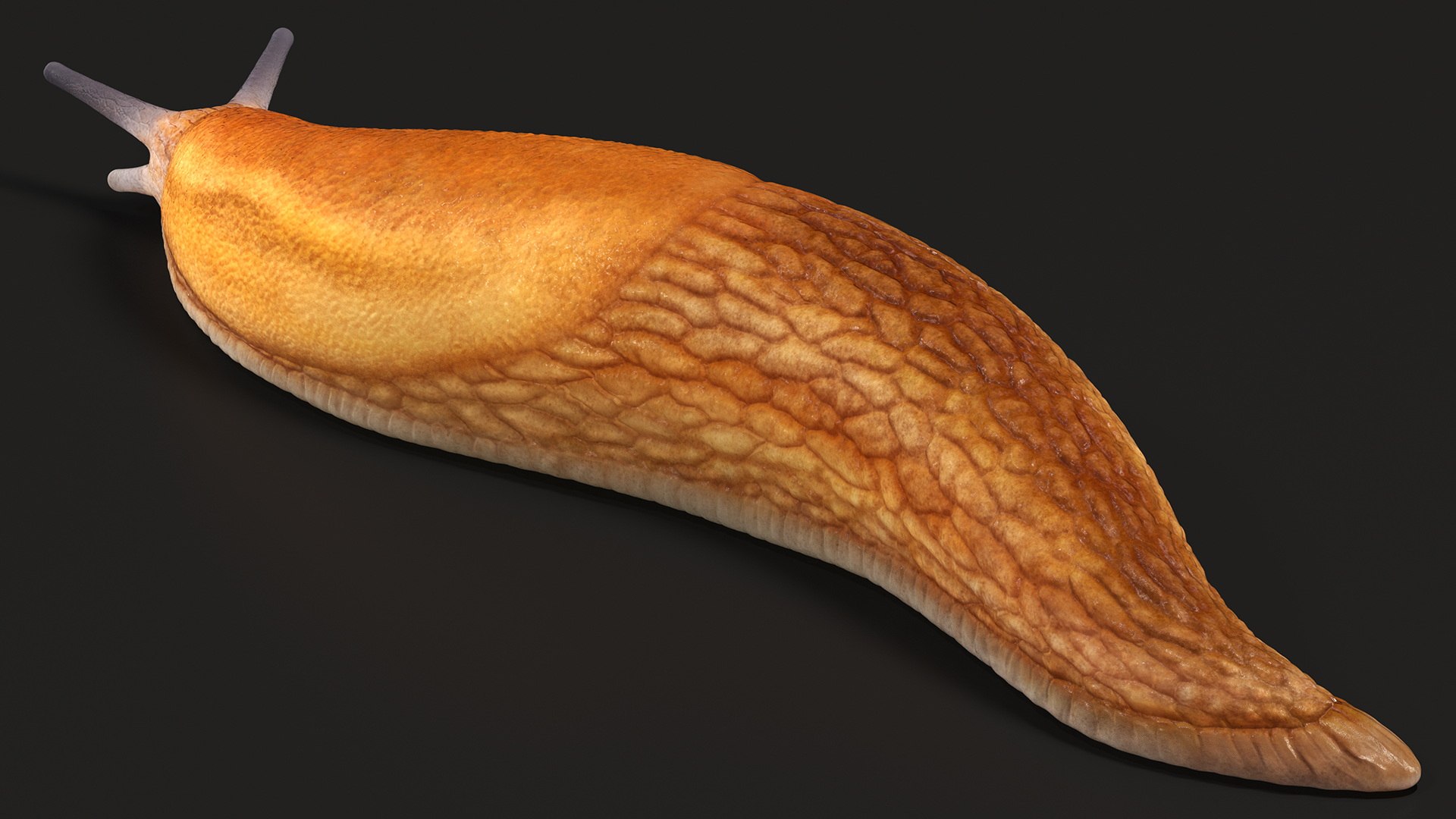 Slug Dusky Arion Lying Model - TurboSquid 2013444