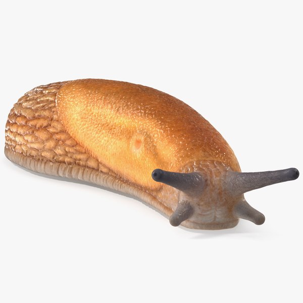 Slug Dusky Arion Lying model - TurboSquid 2013444