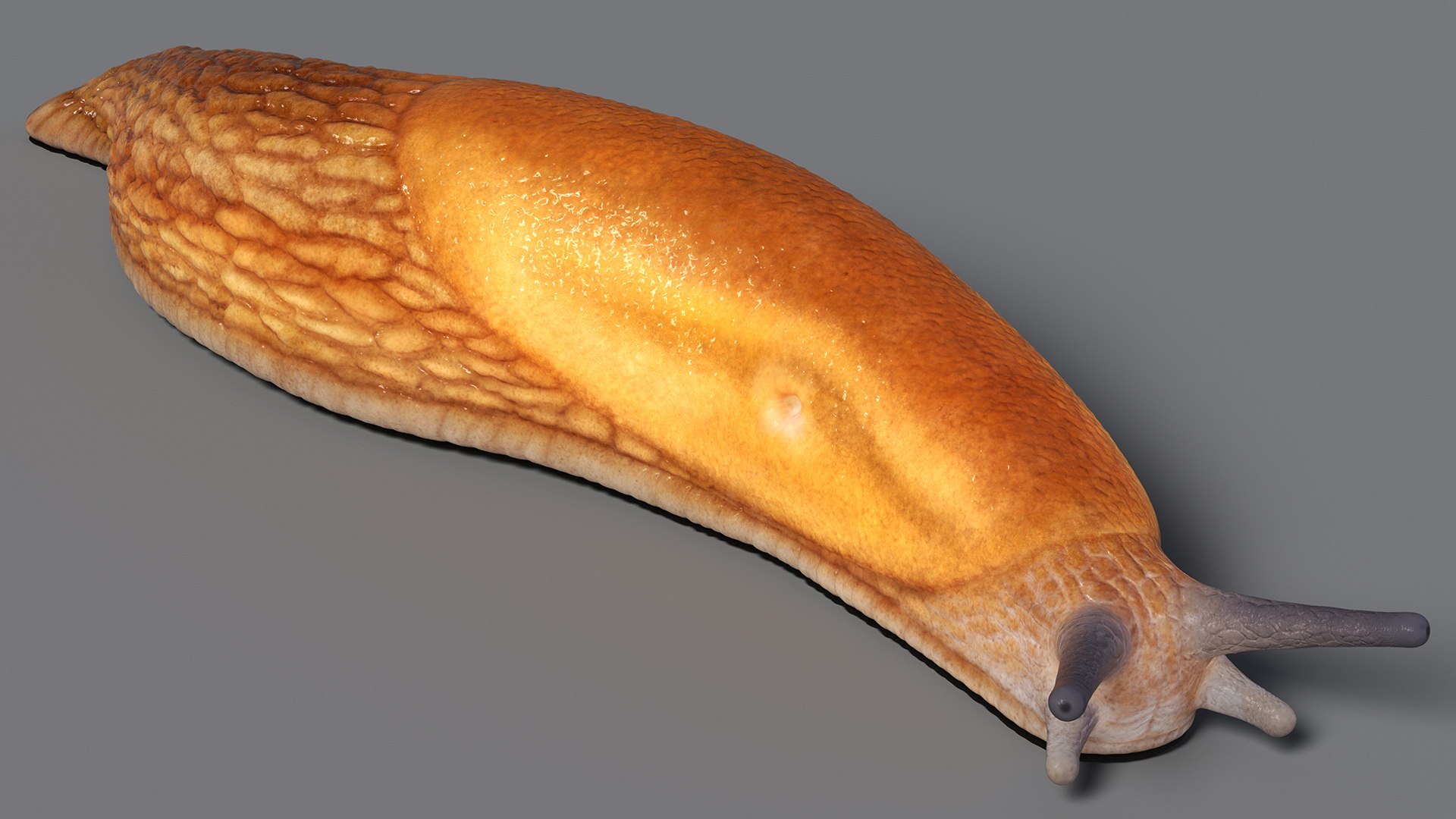 Slug Dusky Arion Lying Model - TurboSquid 2013444