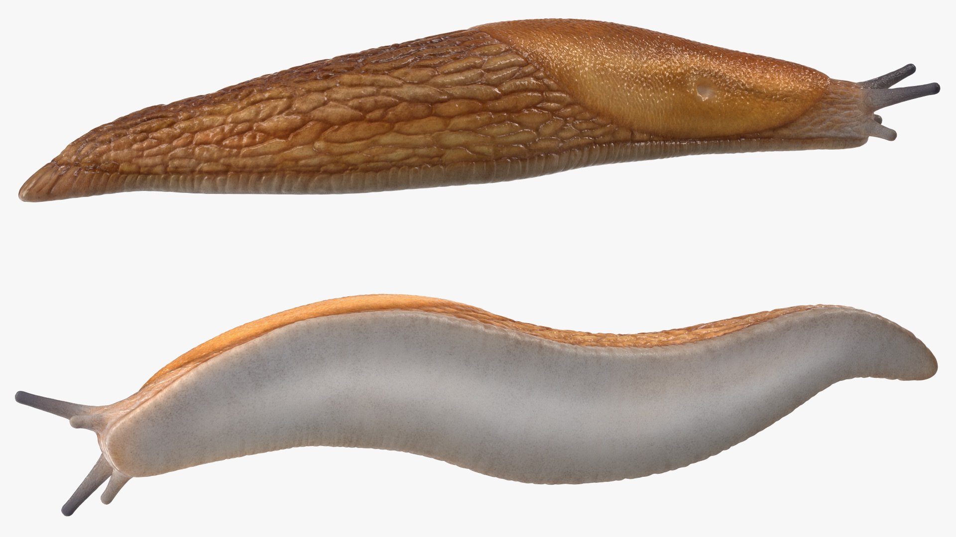 Slug Dusky Arion Lying Model - TurboSquid 2013444