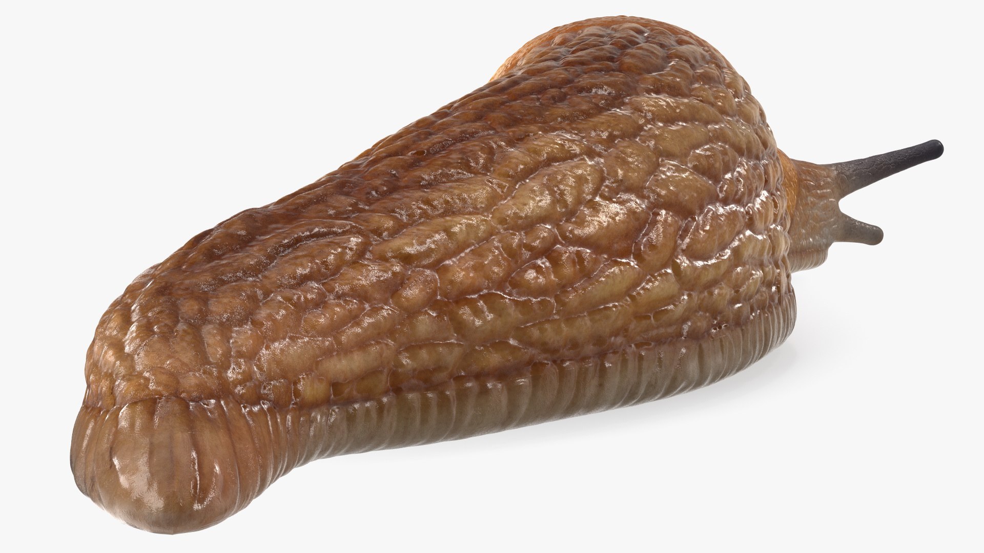 Slug Dusky Arion Lying Model - TurboSquid 2013444