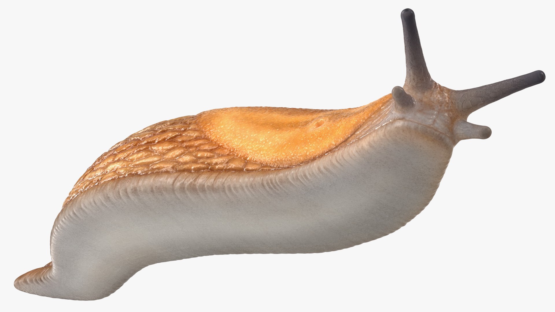 Slug Dusky Arion Lying Model - TurboSquid 2013444