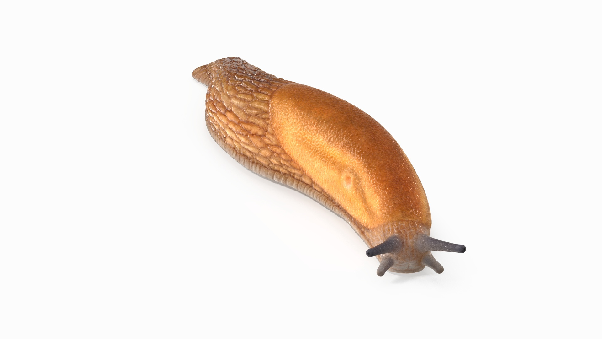 Slug Dusky Arion Lying Model - TurboSquid 2013444