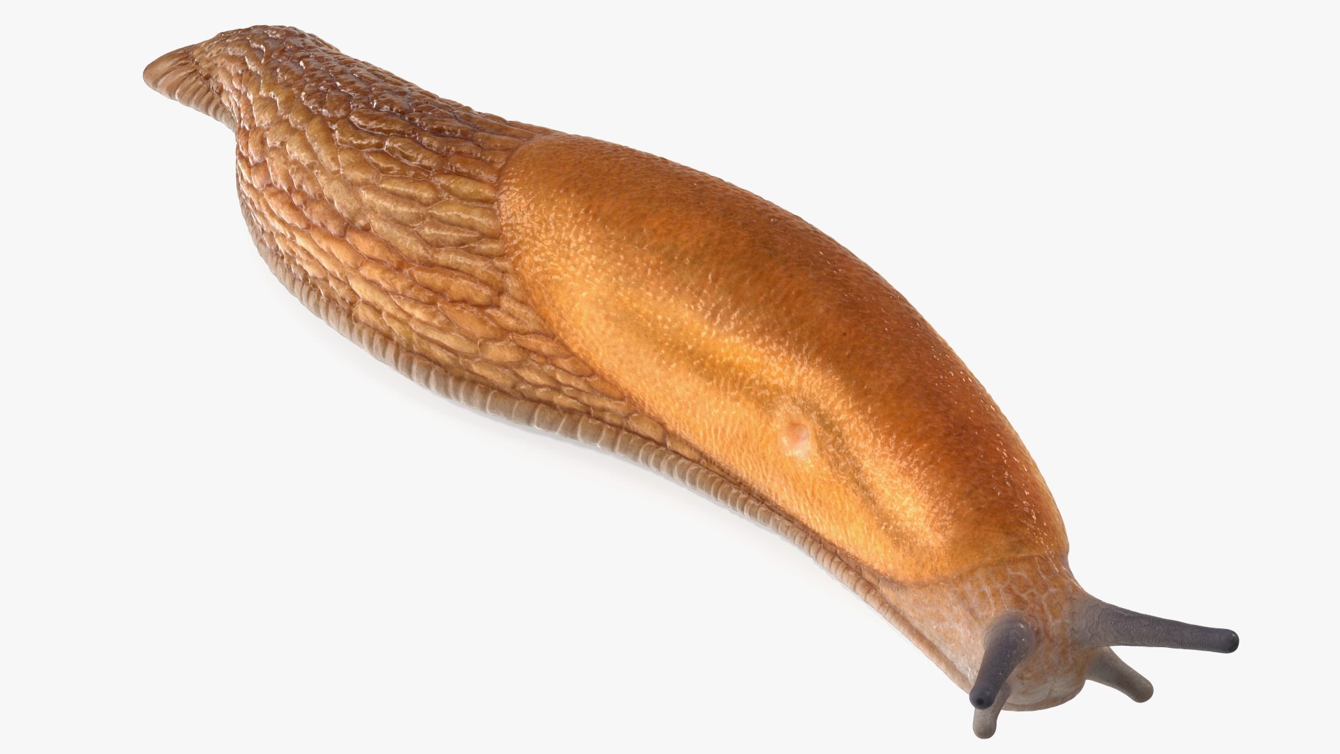 Slug Dusky Arion Lying Model - TurboSquid 2013444