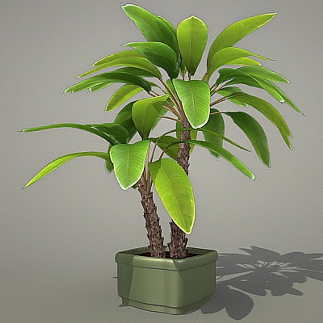 3d Plant Model