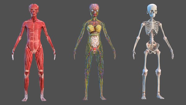 Skinless Full Body Kid Girl Anatomy 3D model - TurboSquid 1952866