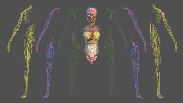 Skinless Full Body Kid Girl Anatomy 3D model - TurboSquid 1952866