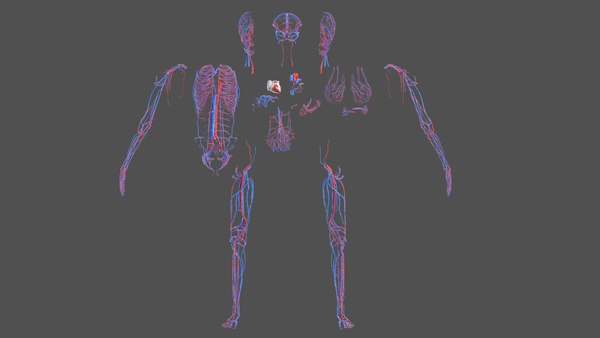 3D модель Анатомия девочки без кожи всего тела - TurboSquid 1952866