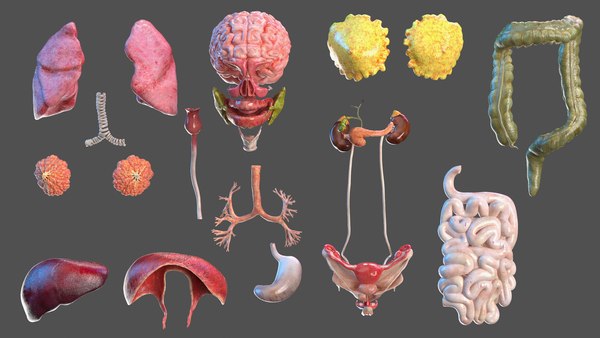 Hautlose Ganzkörper-Kind-Mädchen-Anatomie 3D-Modell - TurboSquid 1952866