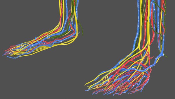 Skinless Full Body Kid Girl Anatomy 3D model - TurboSquid 1952866