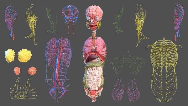 Skinless Full Body Kid Girl Anatomy 3D model - TurboSquid 1952866
