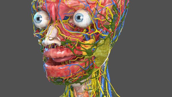 Skinless Full Body Kid Girl Anatomy 3D model - TurboSquid 1952866