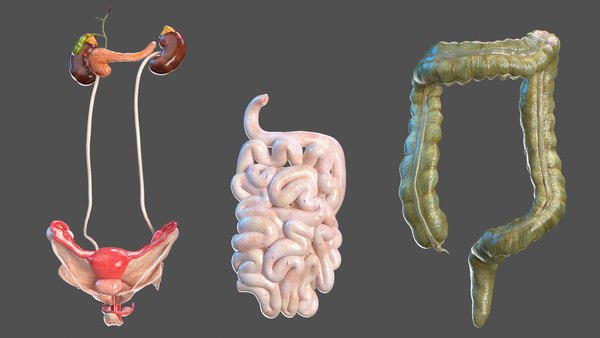 Skinless Full Body Kid Girl Anatomy 3D model - TurboSquid 1952866