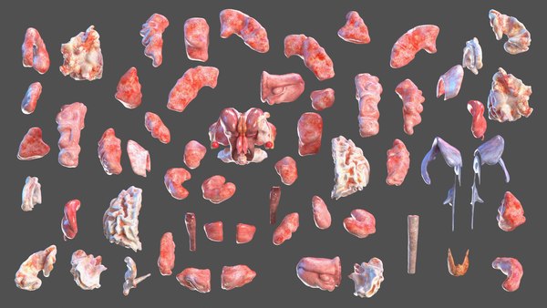 皮膚のない全身子供女の子の解剖学3Dモデル - TurboSquid 1952866