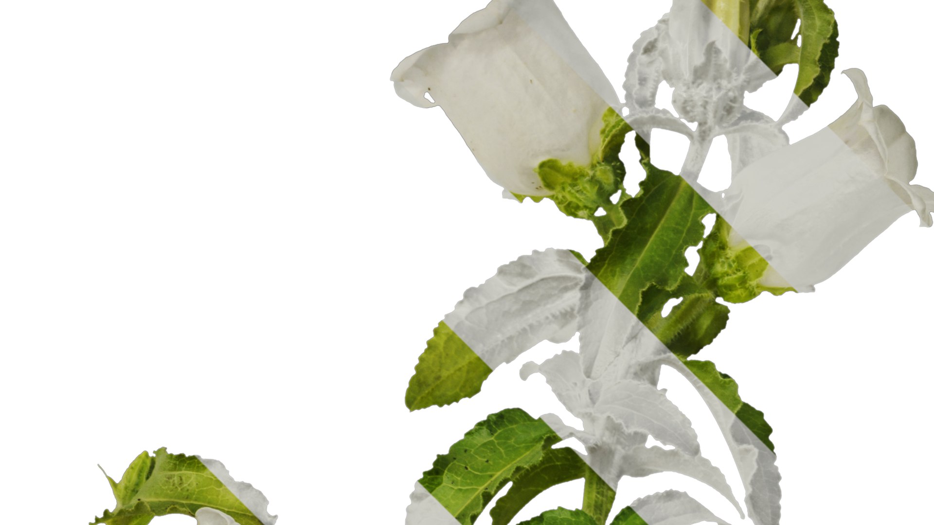 Anydrafts Campanula Medium Atlas 01 Textures Model - TurboSquid 2352919