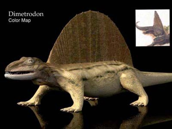 dimetrodon dinosaur max