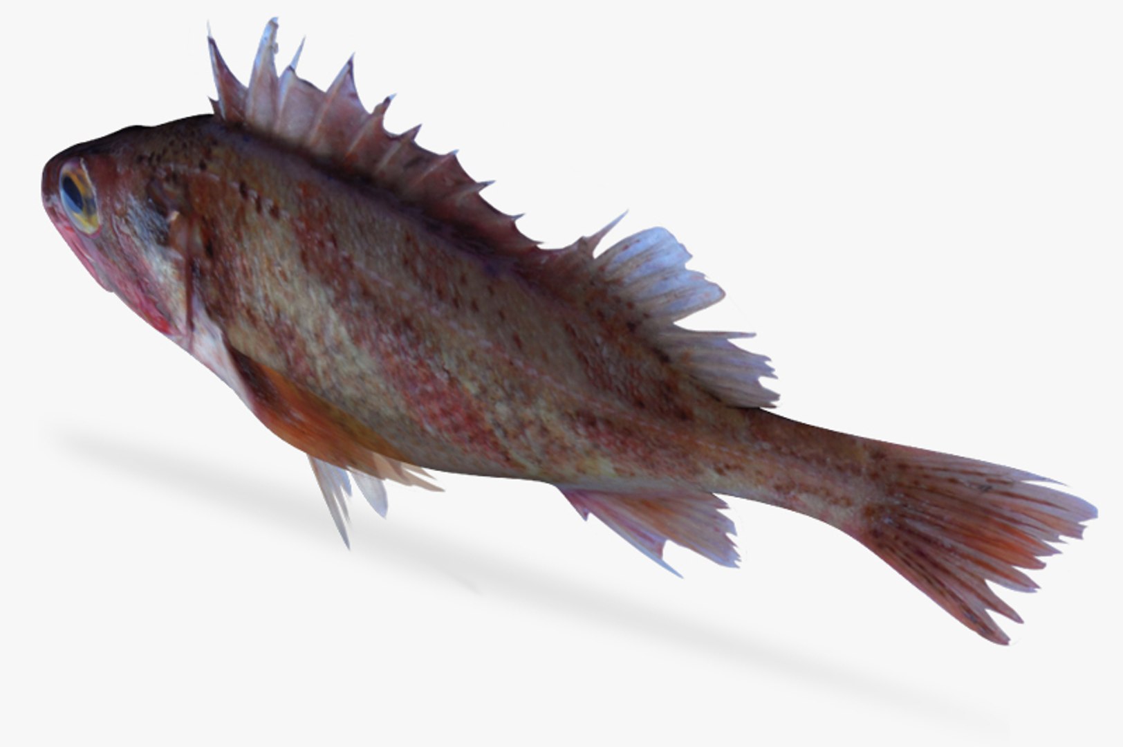 X Calico Rockfish